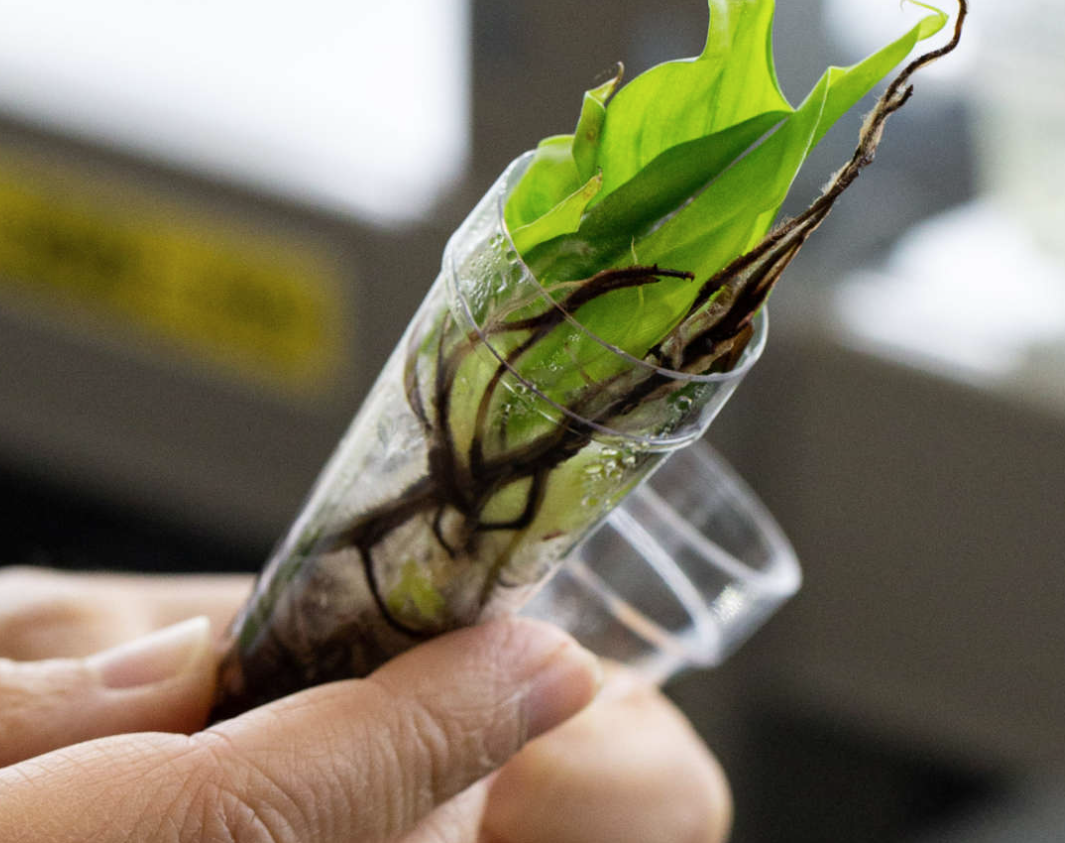 Tropic Biosciences - Emerald – Industrial investment for a sustainable ...