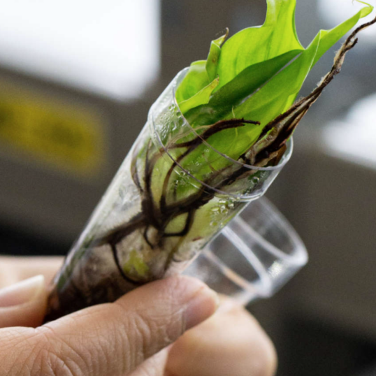 Tropic Biosciences - Emerald – Industrial investment for a sustainable ... Tropic Biosciences - Emerald – Industrial investment for a sustainable ...